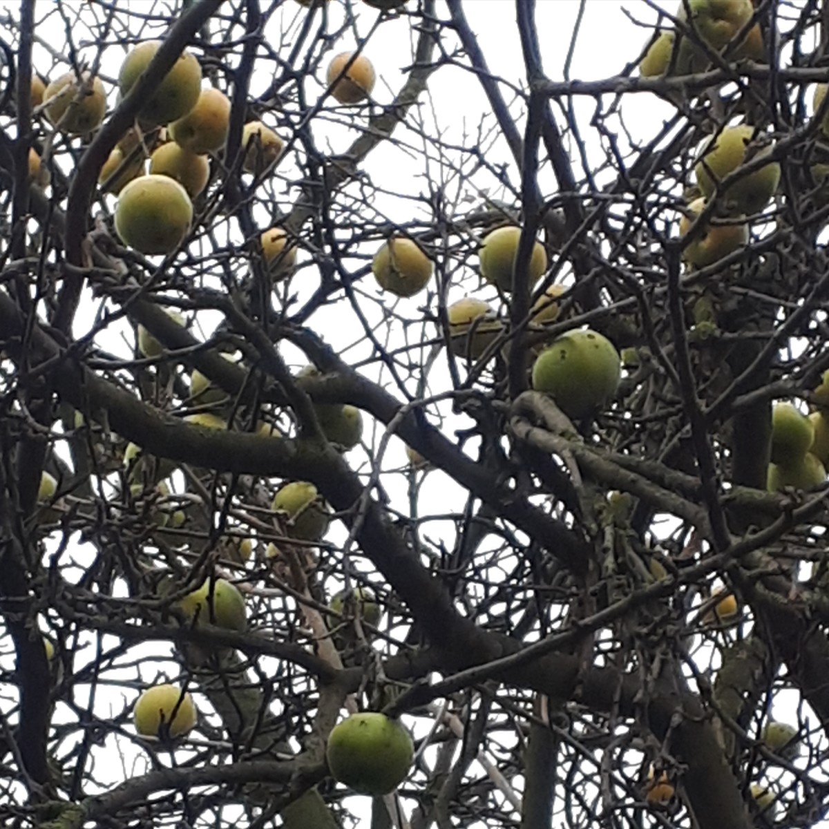 Folklore Thursday: January Folklore – groweatgift